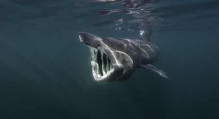Turning the tide to save the Irish Sea | The Wildlife Trusts