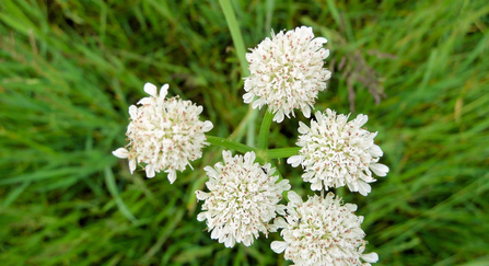 Great Fen Living Landscape | The Wildlife Trusts
