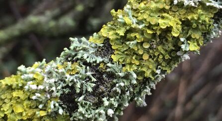 Celebrating Elke Mackenzie: Explorer, scientist and lichenologist, in ...
