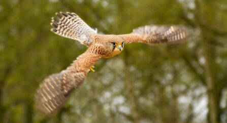 Kestrel | The Wildlife Trusts