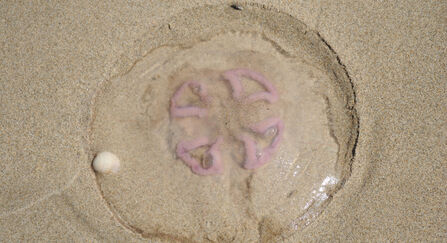 moon jellyfish description