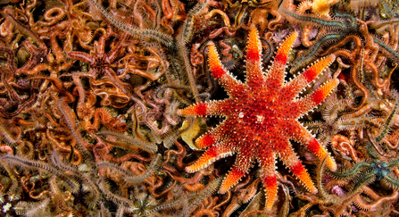 Turning the tide to save the Irish Sea | The Wildlife Trusts