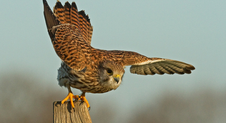 Kestrel | The Wildlife Trusts
