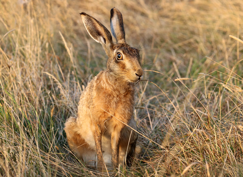 Mad as a march hare | The Wildlife Trusts