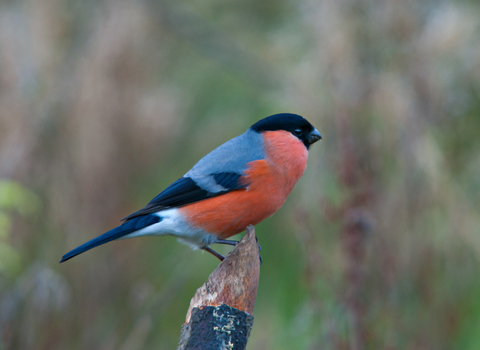 Bullfinch | The Wildlife Trusts