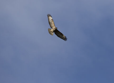 Buzzard | The Wildlife Trusts