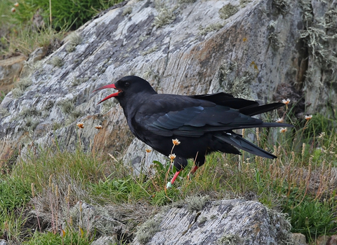 Chough | The Wildlife Trusts