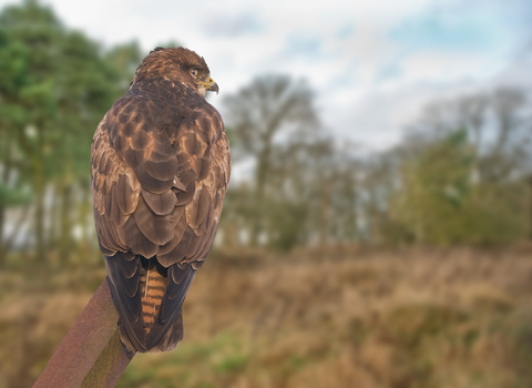 Buzzard | The Wildlife Trusts