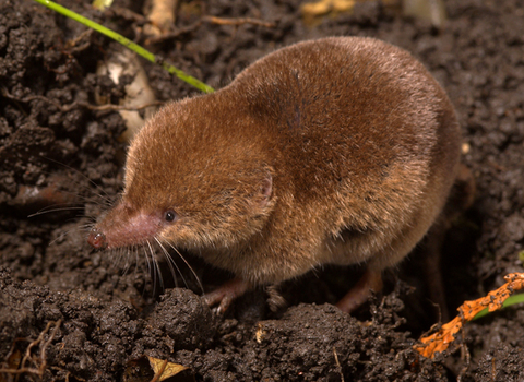 Common shrew | The Wildlife Trusts