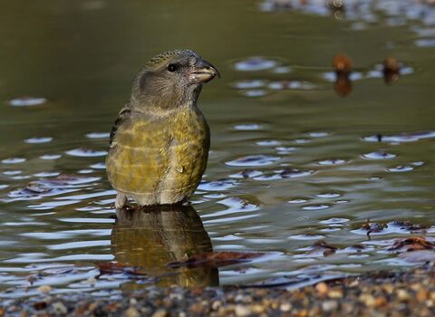 Common crossbill | The Wildlife Trusts