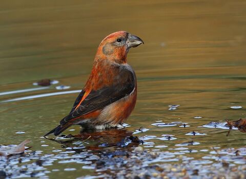 Common crossbill | The Wildlife Trusts