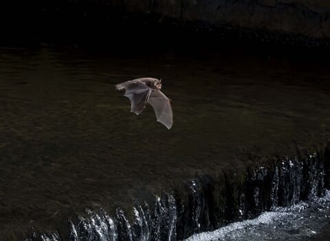 Daubenton's bat | The Wildlife Trusts
