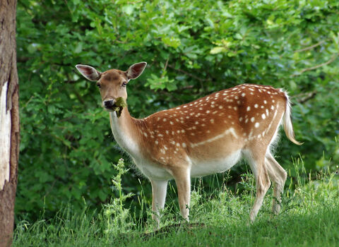 Fallow deer | The Wildlife Trusts