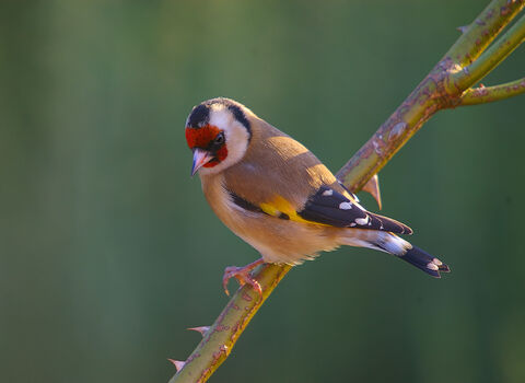Goldfinch | The Wildlife Trusts