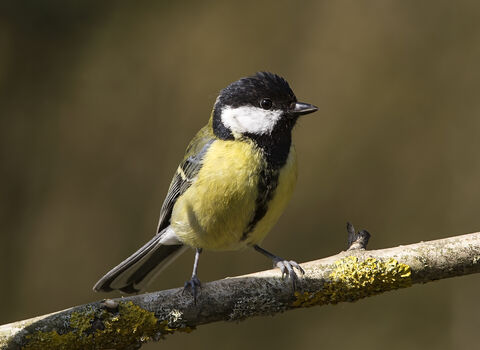 Great tit | The Wildlife Trusts