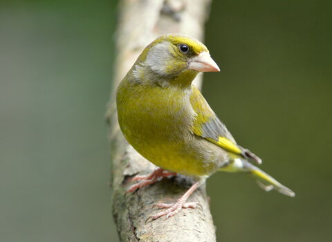Greenfinch | The Wildlife Trusts