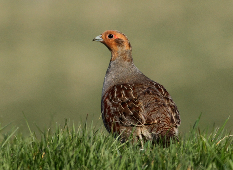 Grey partridge | The Wildlife Trusts