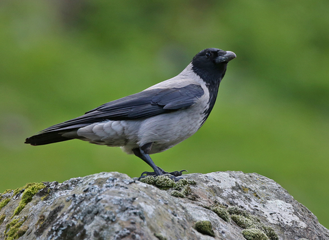 Hooded crow | The Wildlife Trusts