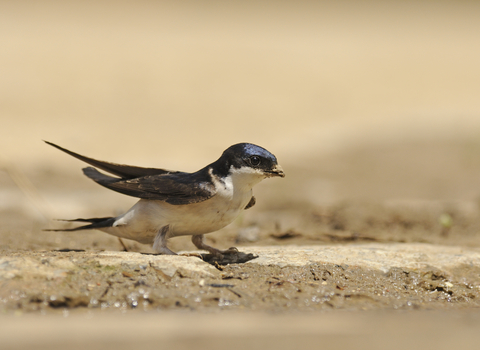 House martin | The Wildlife Trusts