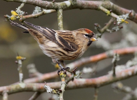 Lesser redpoll | The Wildlife Trusts