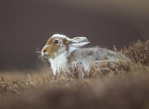 Mountain hare | The Wildlife Trusts