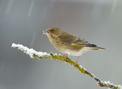 Greenfinch | The Wildlife Trusts