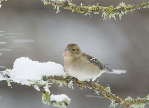 Chaffinch | The Wildlife Trusts