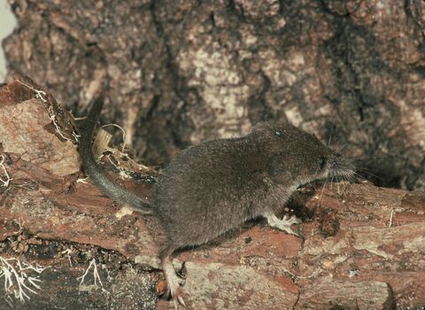 Pygmy shrew | The Wildlife Trusts