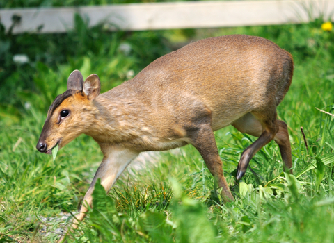 Muntjac deer | The Wildlife Trusts