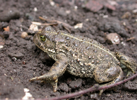 Natterjack toad | The Wildlife Trusts