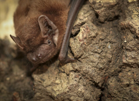 Noctule | The Wildlife Trusts