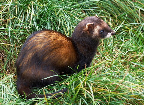 Polecat | The Wildlife Trusts