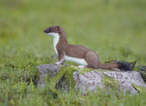 Stoat | The Wildlife Trusts