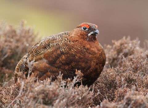 Red grouse | The Wildlife Trusts