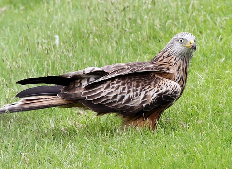 Red kite | The Wildlife Trusts