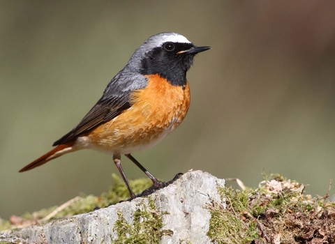 Redstart | The Wildlife Trusts