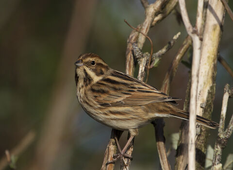 Reed bunting | The Wildlife Trusts