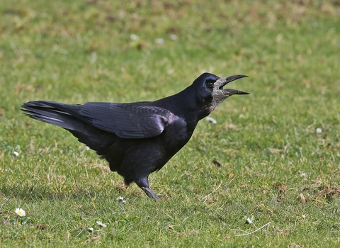 Rook | The Wildlife Trusts