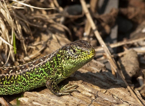 Sand lizard | The Wildlife Trusts