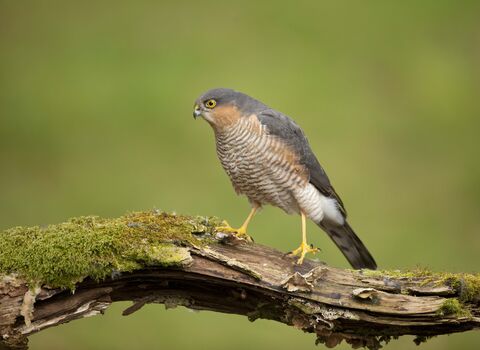 Sparrowhawk | The Wildlife Trusts