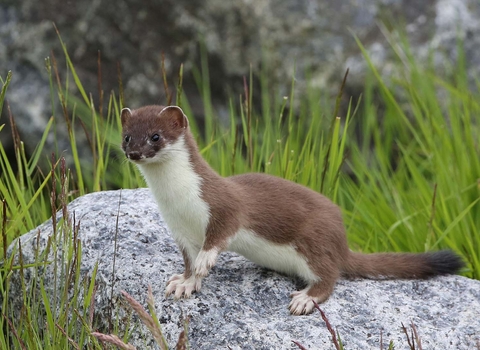 Stoat | The Wildlife Trusts