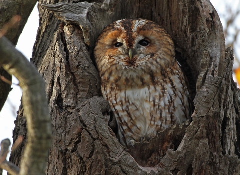 Tawny owl | The Wildlife Trusts