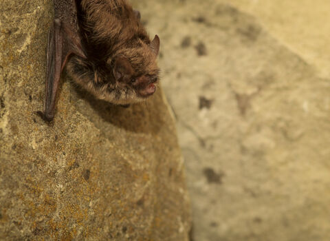 Whiskered bat | The Wildlife Trusts