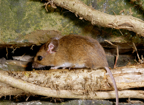 Wood mouse | The Wildlife Trusts