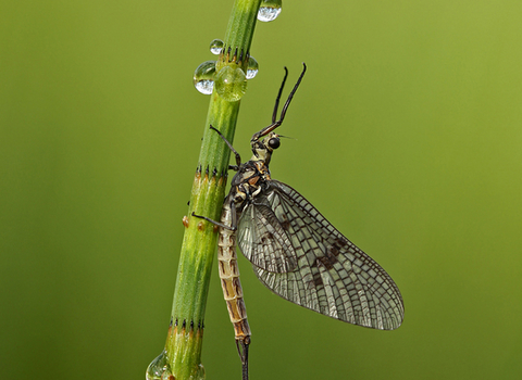 Common mayfly | The Wildlife Trusts