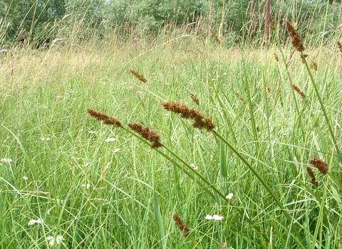 True fox-sedge | The Wildlife Trusts