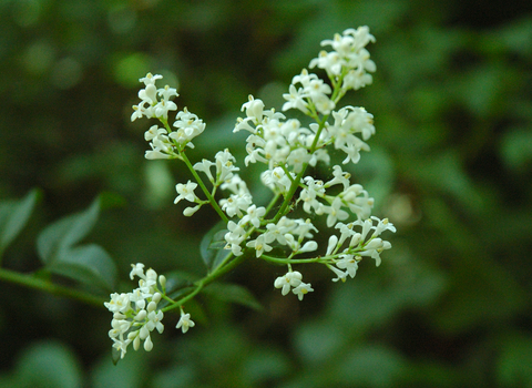 Wild privet | The Wildlife Trusts