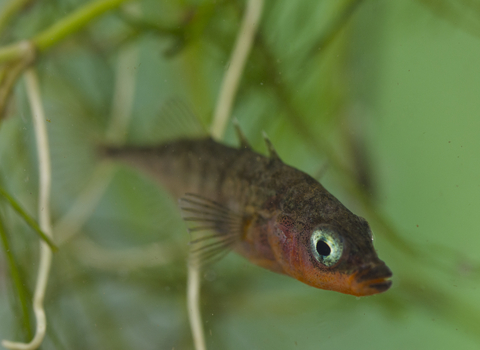 Three-spined stickleback | The Wildlife Trusts