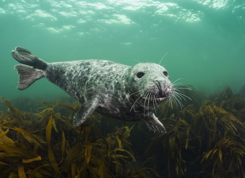 Grey seal | The Wildlife Trusts