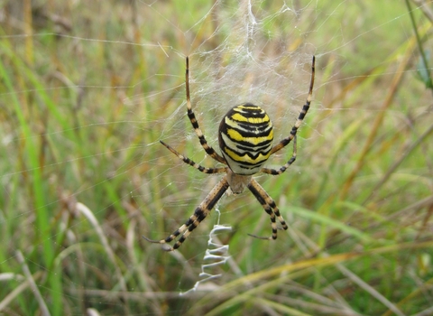 Wasp spider | The Wildlife Trusts